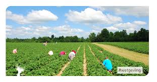 Italy frees Indian farm workers from forced labor and exploitation ...